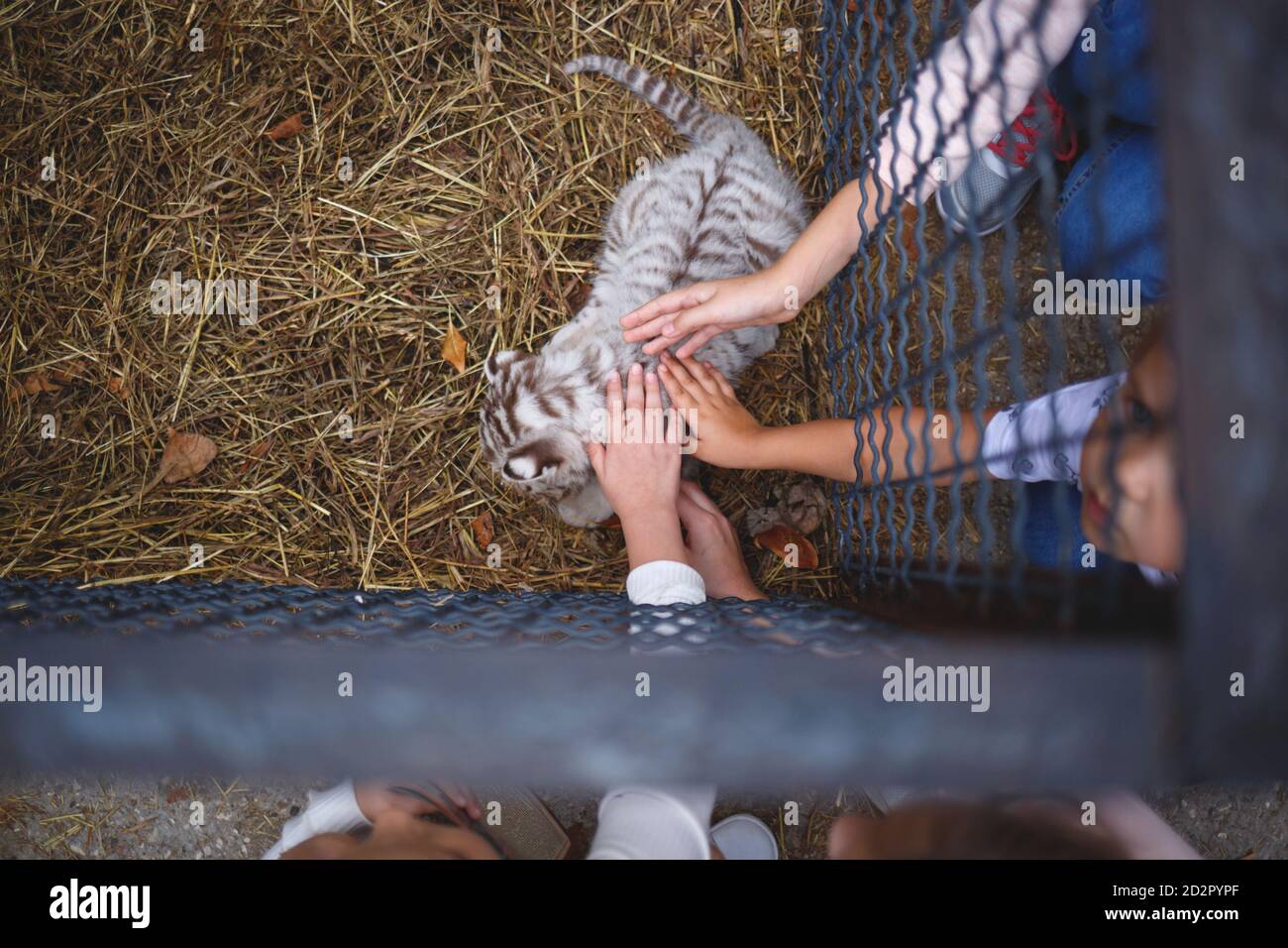 children's hands reach through the grate to stroke the little tiger ...