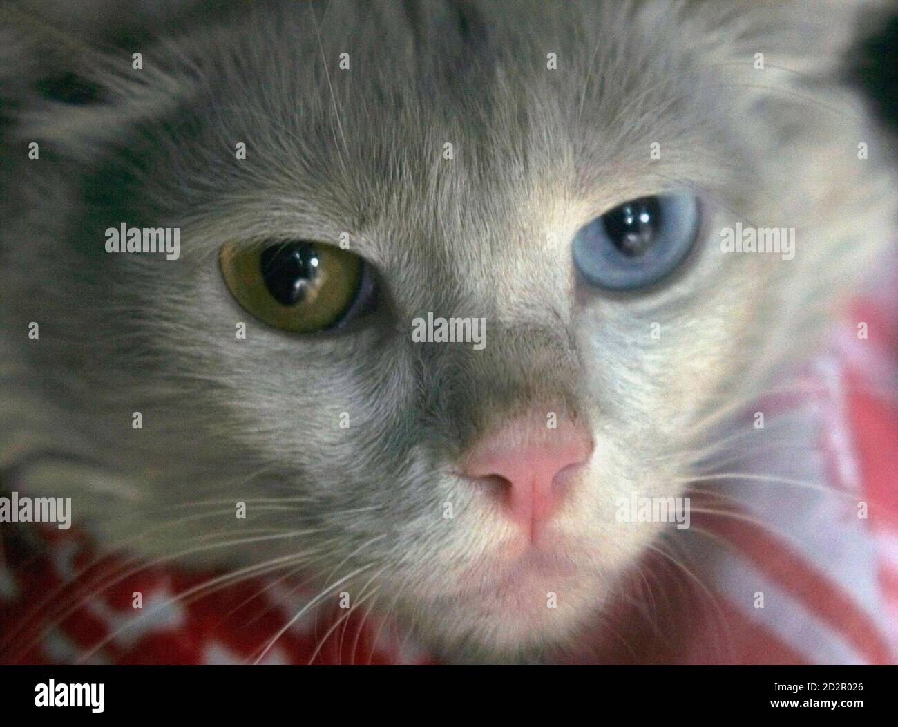 Cat with two different coloured eyes hi-res stock photography and ...