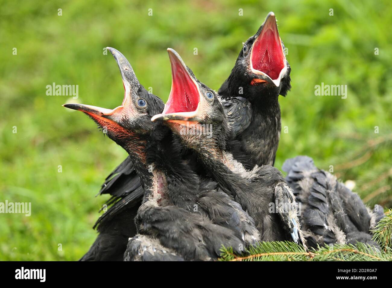 Raven High Resolution Stock Photography and Images - Alamy