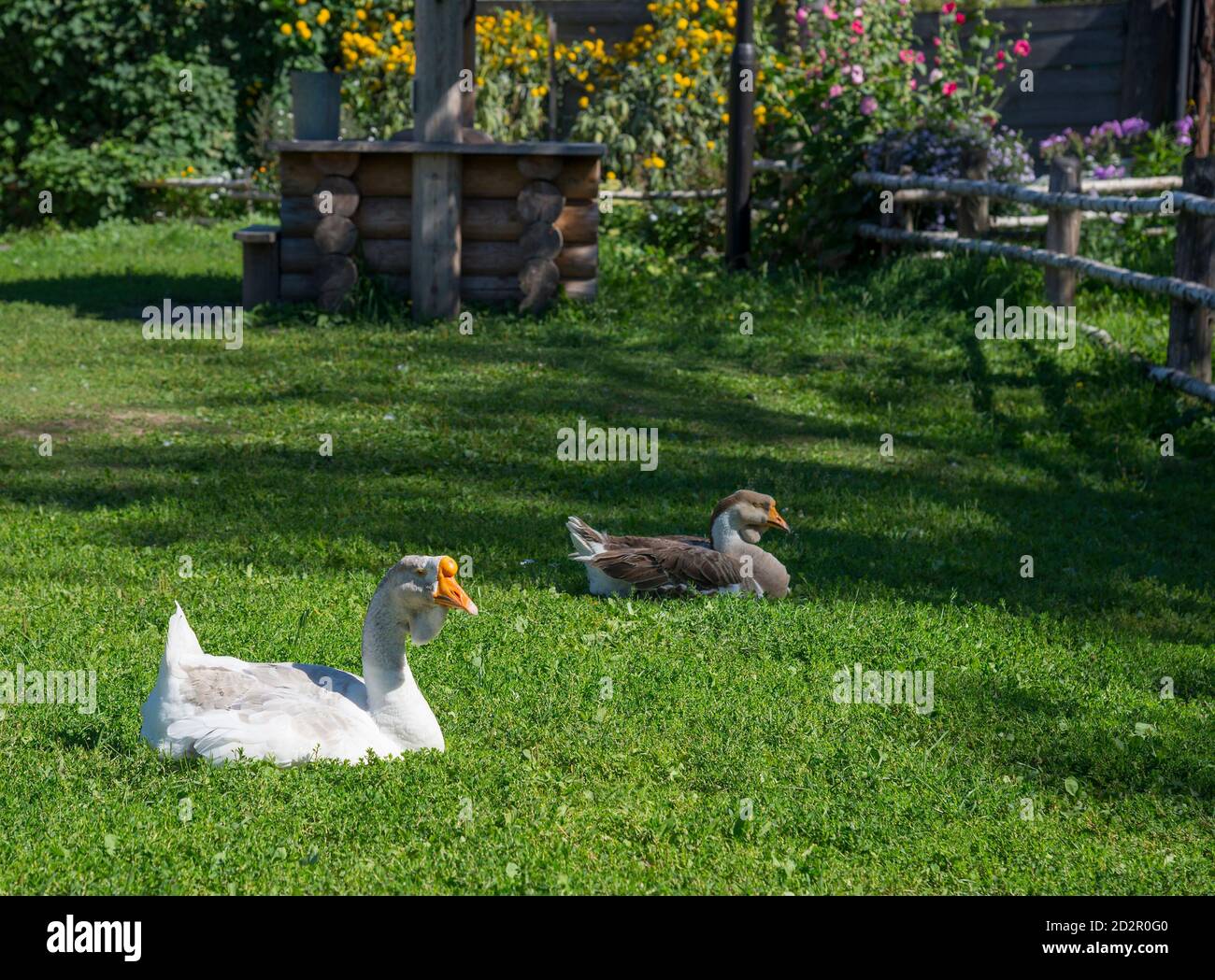 Domestic geese in the pasture Stock Photo - Alamy