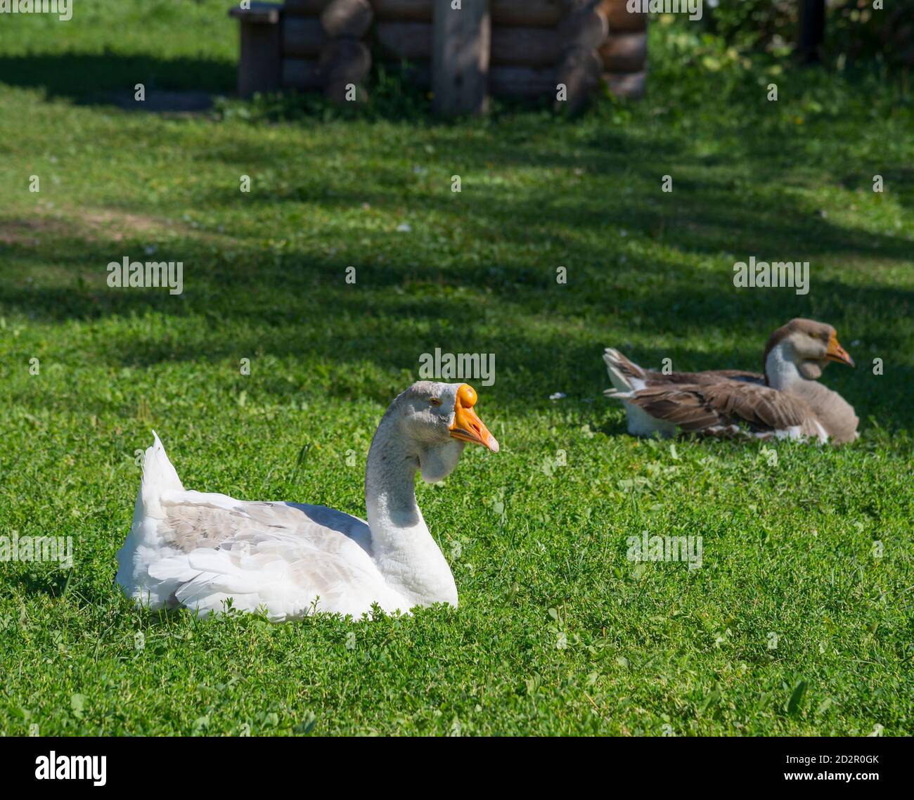 Domestic geese on the green lawn Stock Photo - Alamy