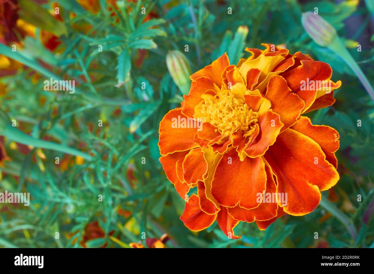Marigold. Orange Terry flower close-up on a background of green leaves ...