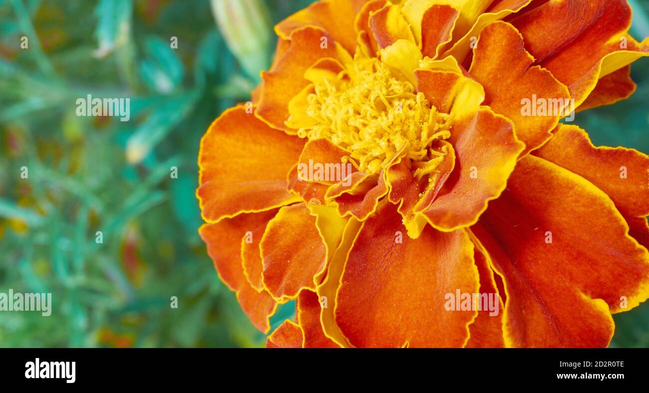 Marigold. Orange Terry flower close-up on a background of green leaves ...