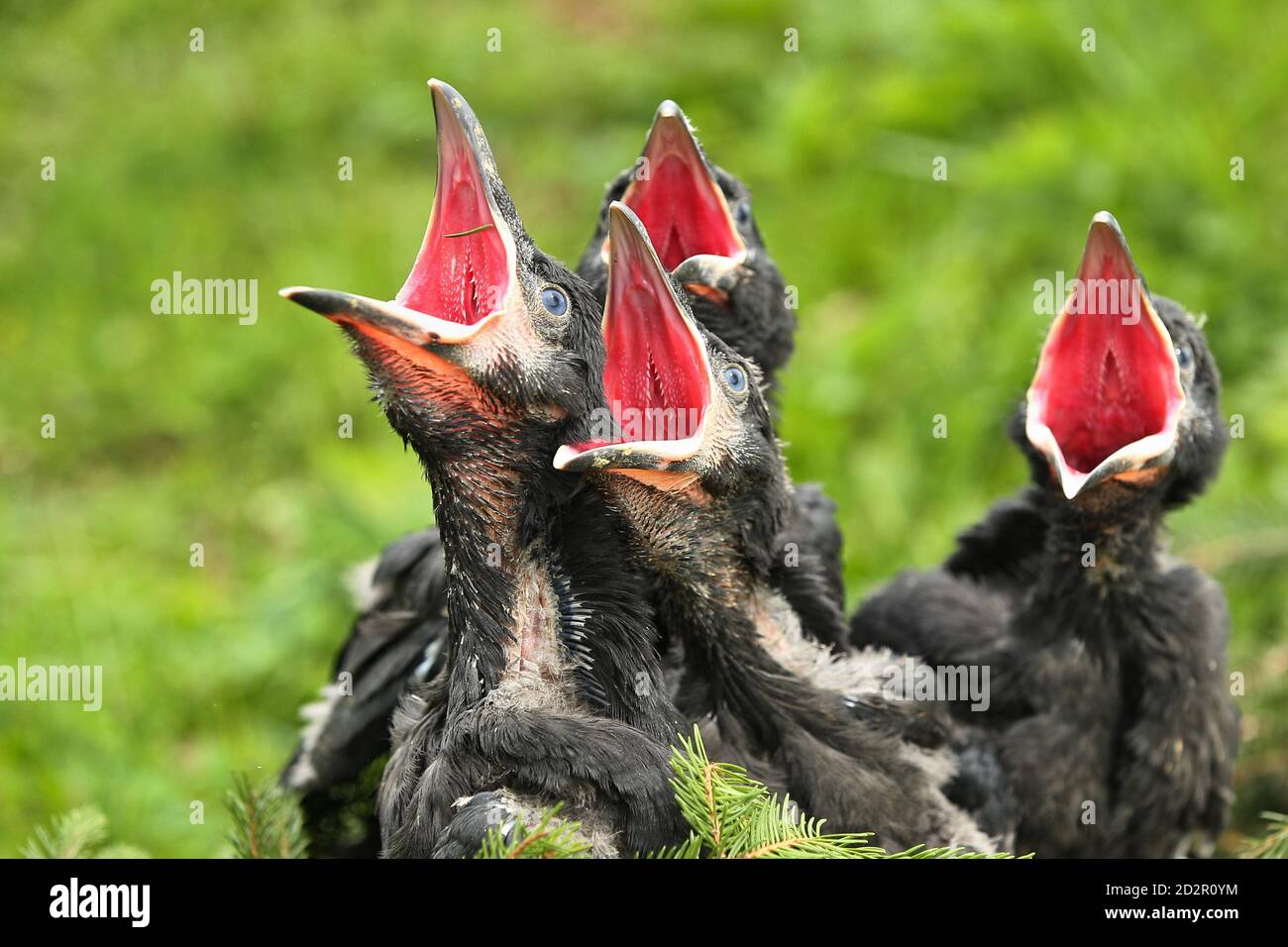 Raven High Resolution Stock Photography and Images - Alamy