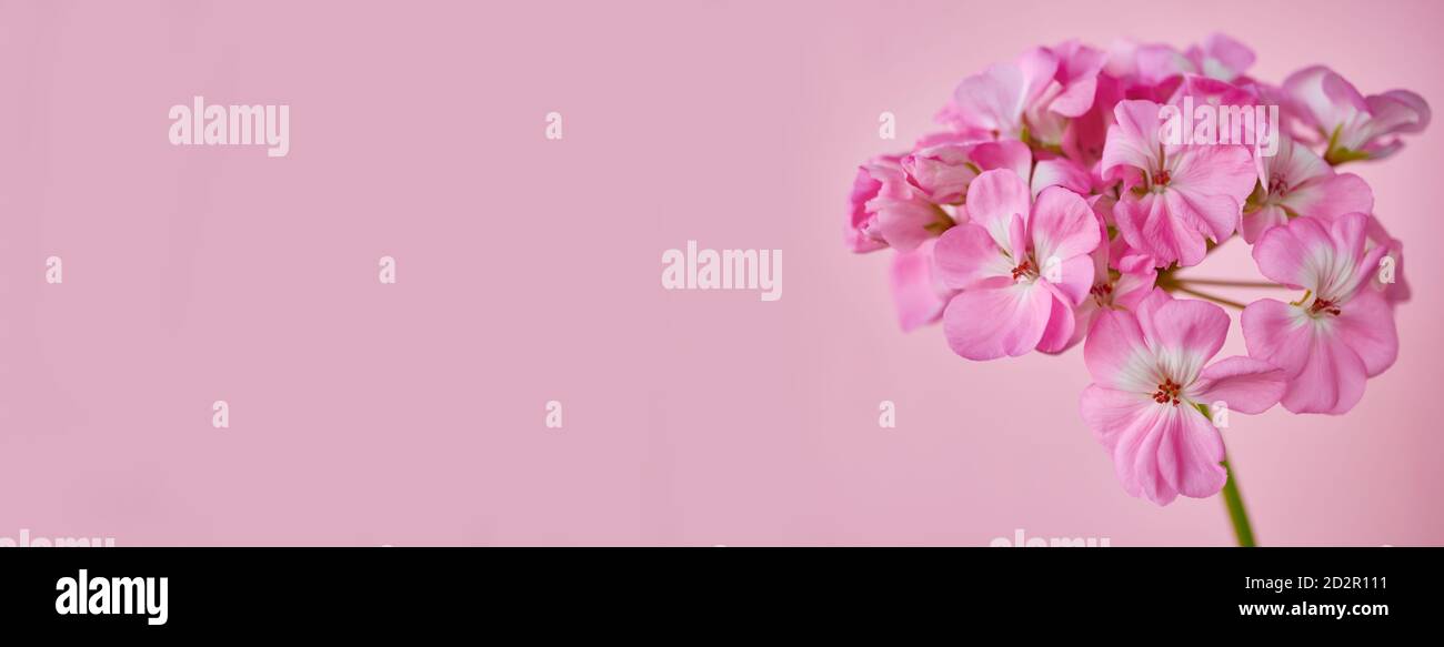 Inflorescence of pink geranium flowers close-up on a pink background ...