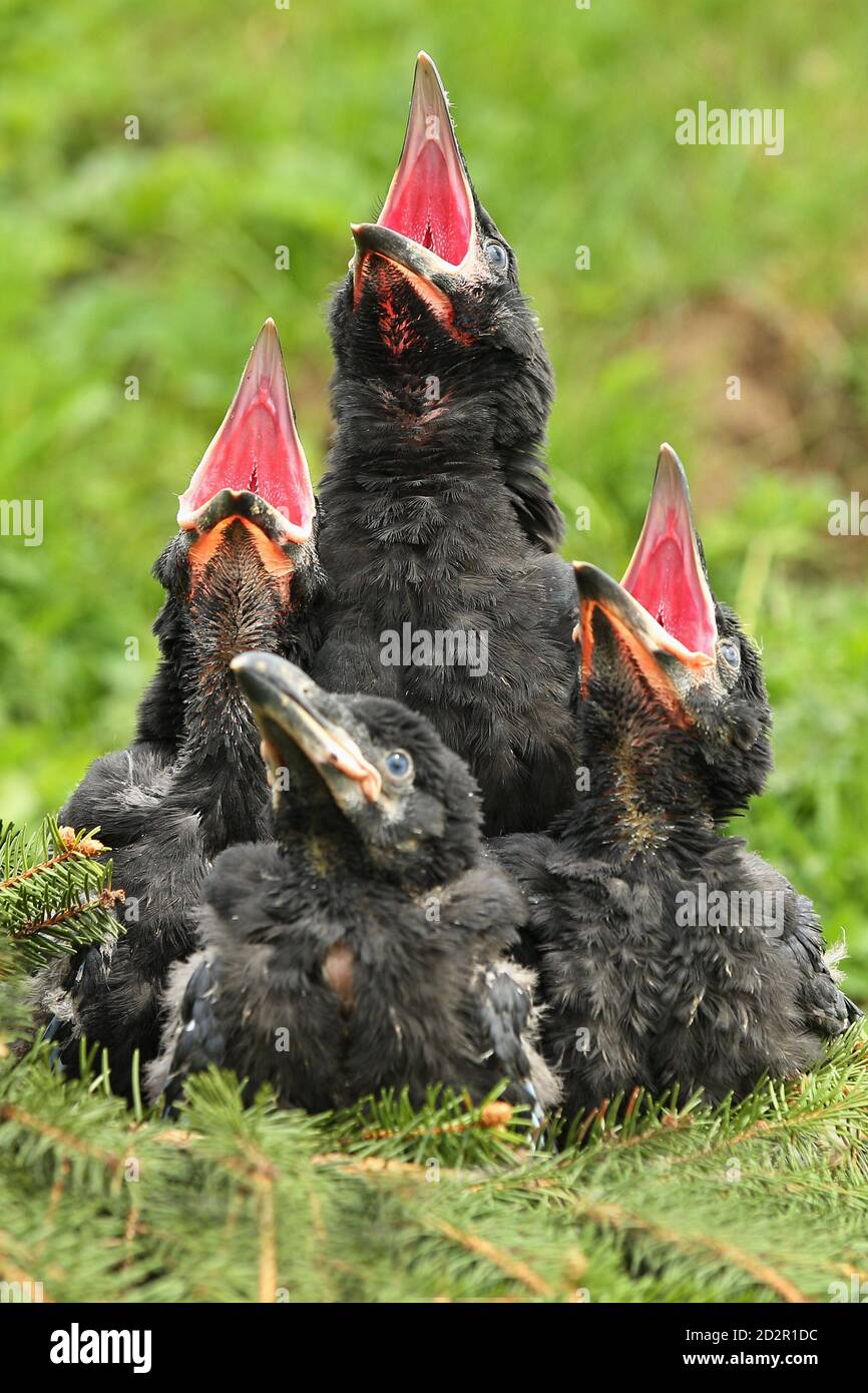 Black raven in the nature habitat. Young raven birds in the nest Stock ...