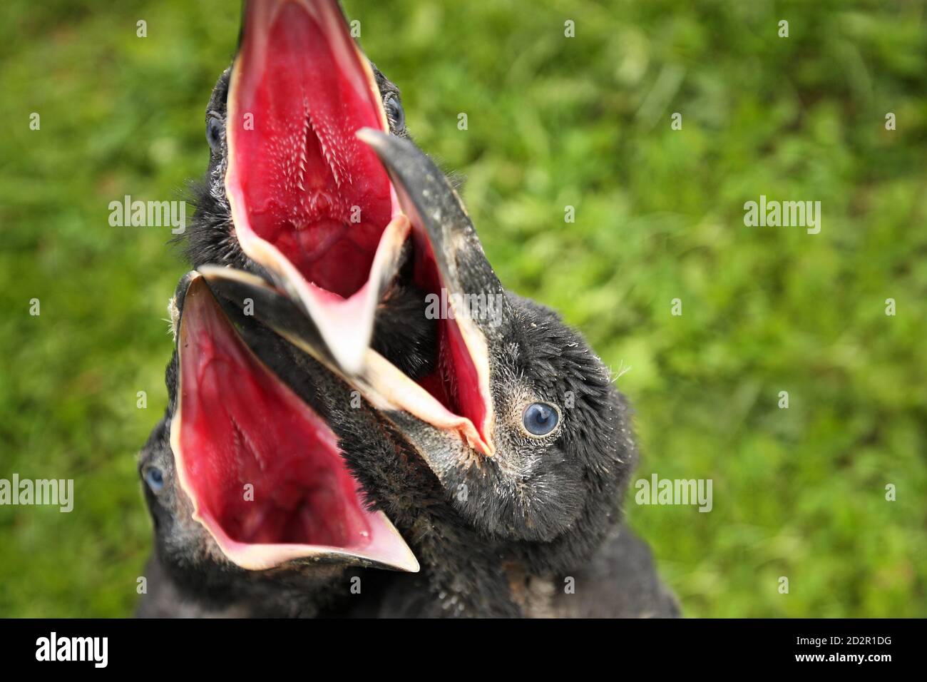 Black raven in the nature habitat. Young raven birds in the nest Stock ...