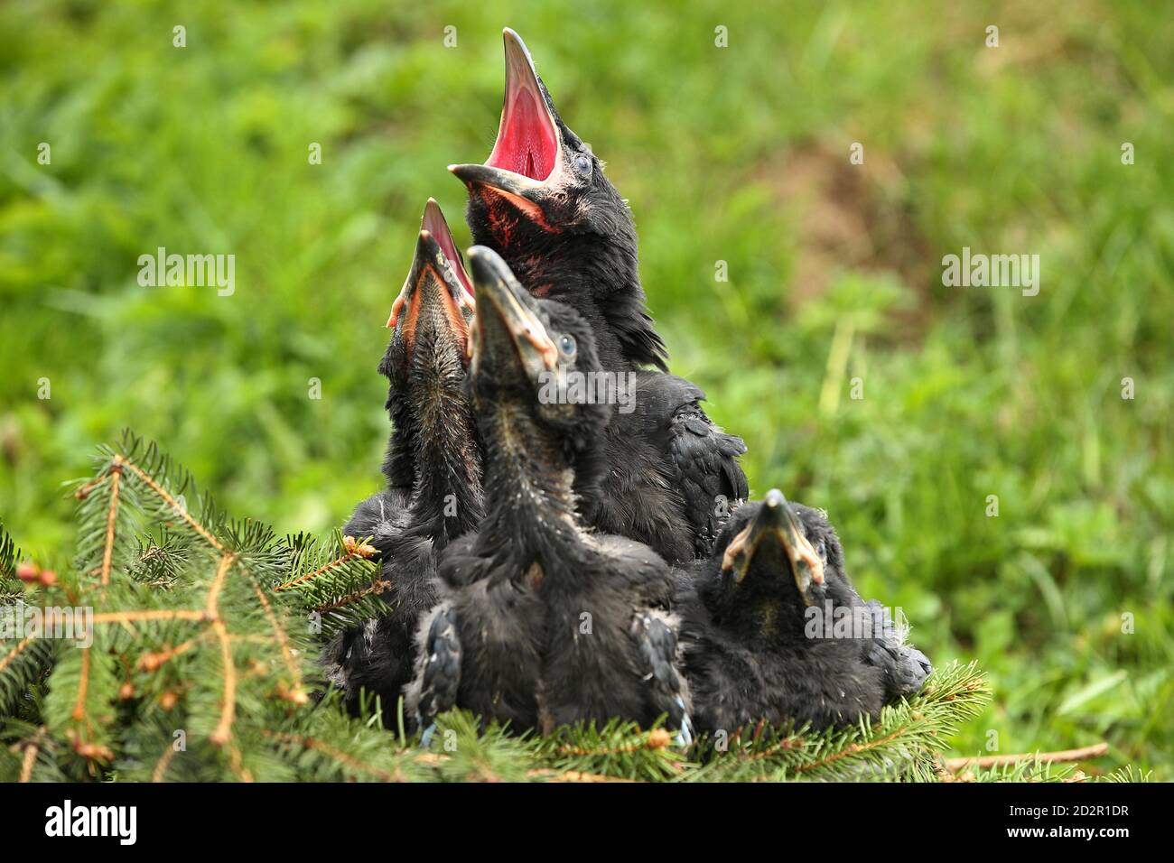 Black raven in the nature habitat. Young raven birds in the nest Stock ...