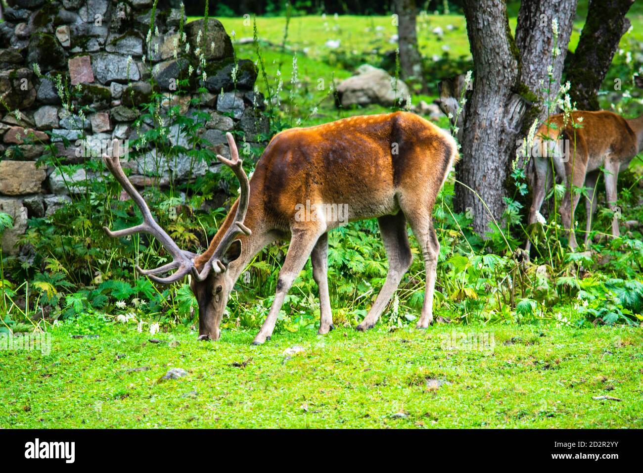 deer grazing on green grass in the forest Stock Photo - Alamy