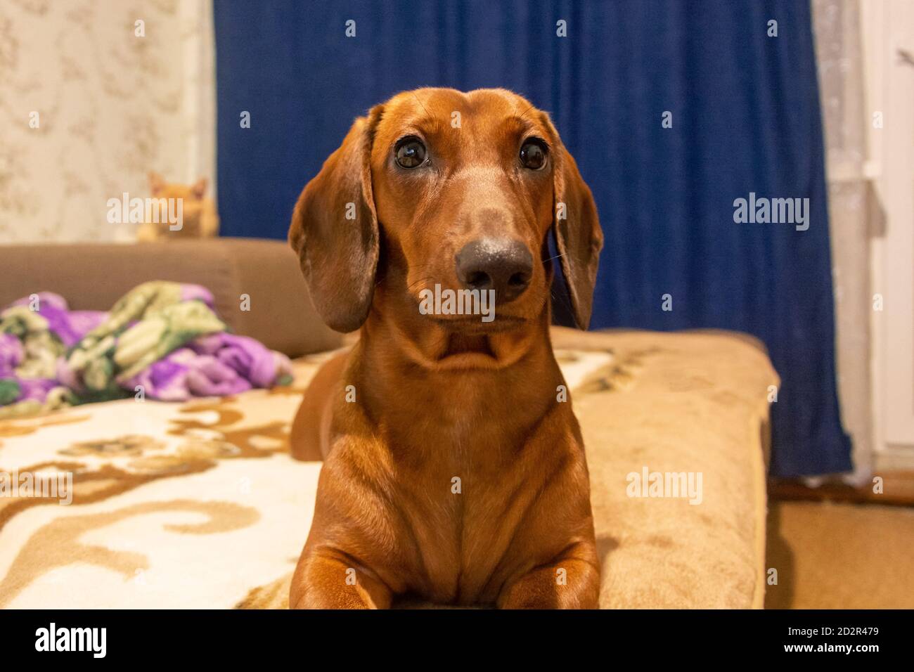 Arrogant dog hi-res stock photography and images - Alamy