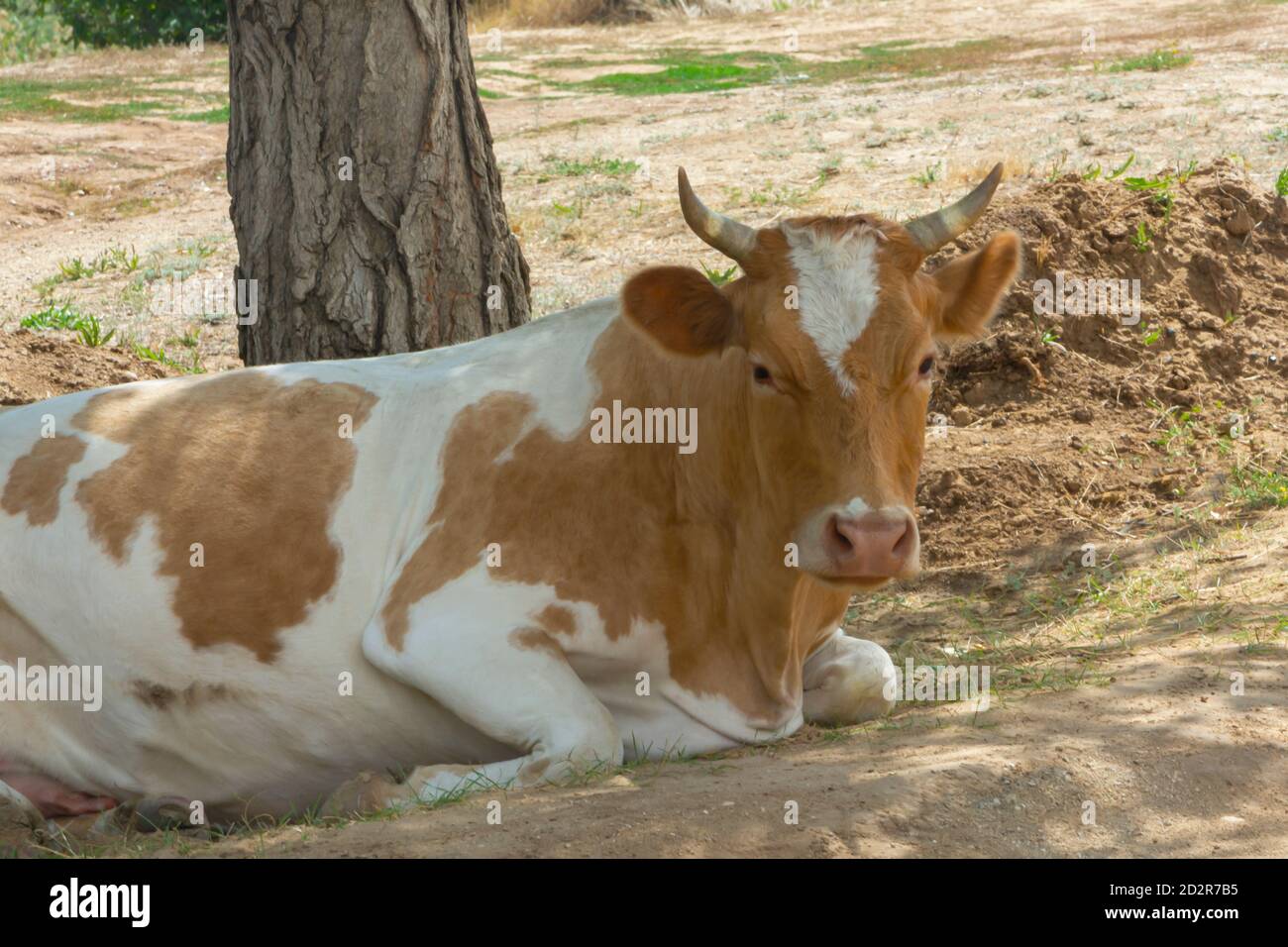 Bull lies on the ground under tree. Portrait of cow close-up selective ...