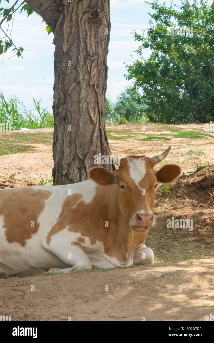 Cow under tree hi-res stock photography and images - Alamy