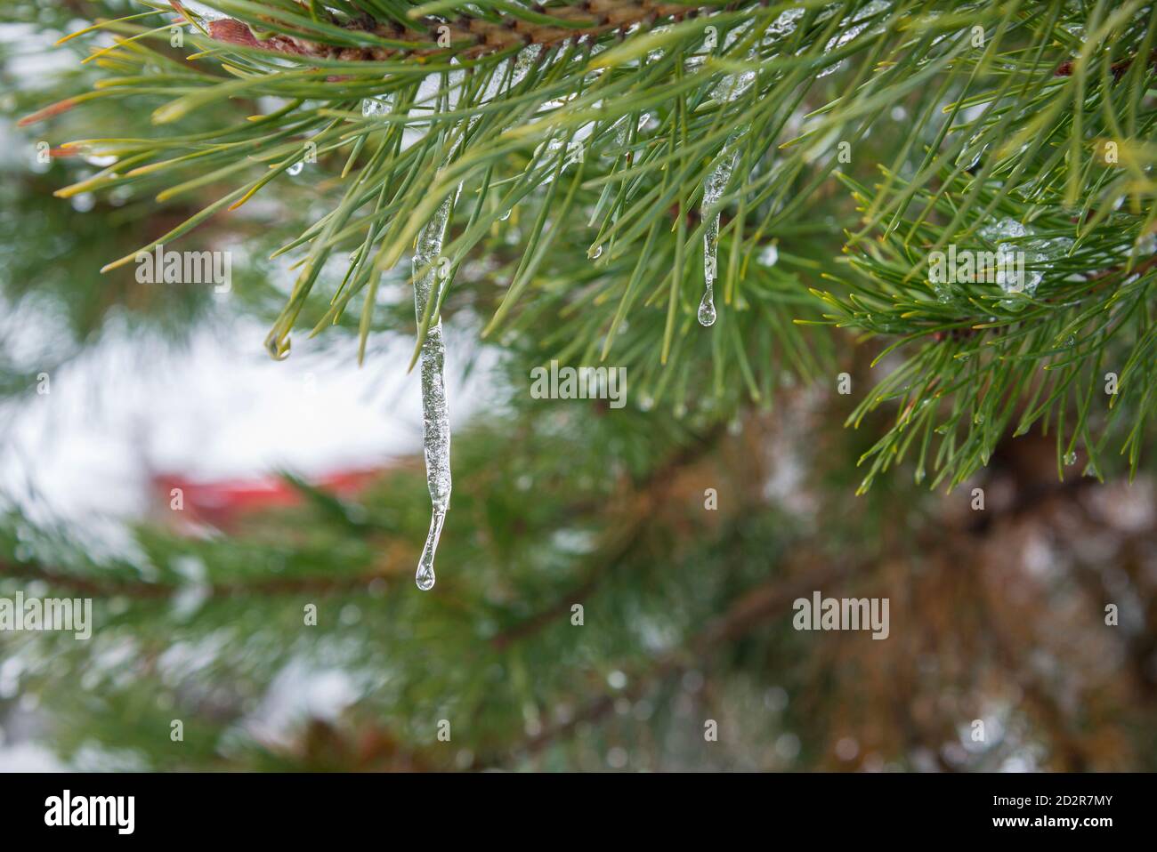 Branches icicles hi-res stock photography and images - Alamy