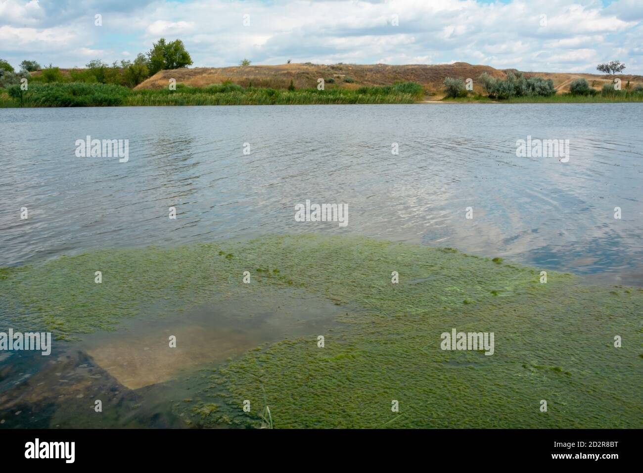 River is covered with green mud and algae. Biological hazard ...
