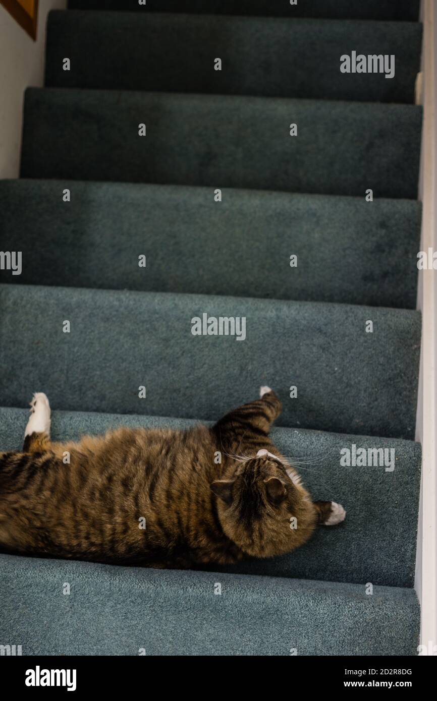 cat on stairs Stock Photo - Alamy