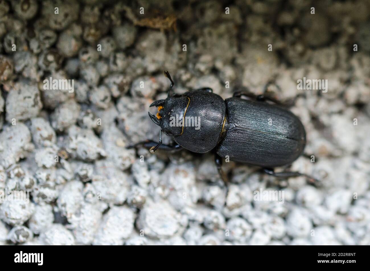 Stag beetle close up hi-res stock photography and images - Alamy