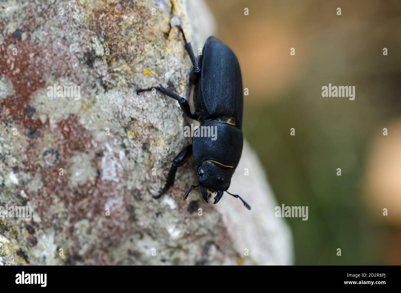 Creeping Lesser Stag Beetle closeup Stock Photo - Alamy