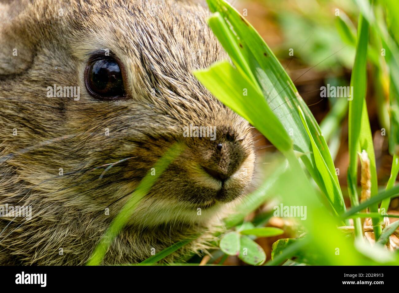 Liebre europea hi-res stock photography and images - Alamy