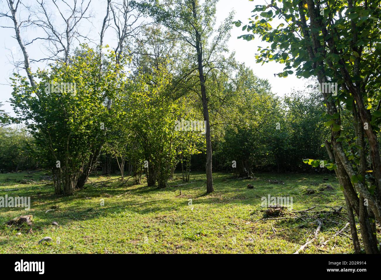 Sunlit hazel bushes meadow in a swedish nature reserve Stock Photo - Alamy