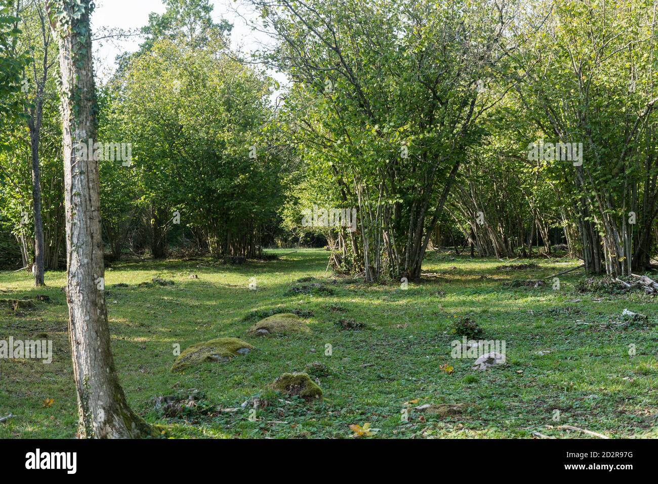 Landscape with large hazel populations in a swedish nature reserve ...