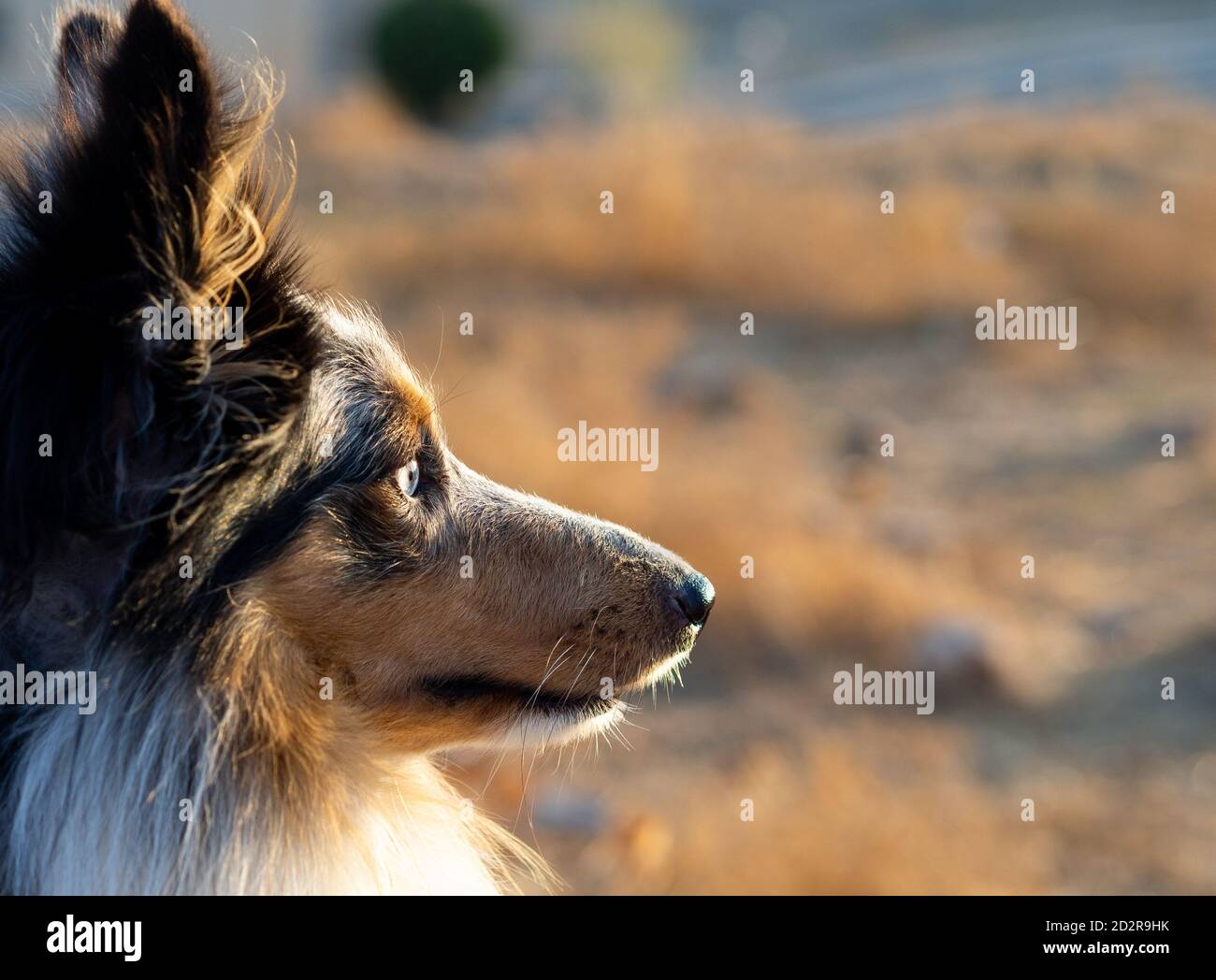 Shetland Sheepdog with one blue eye Stock Photo - Alamy