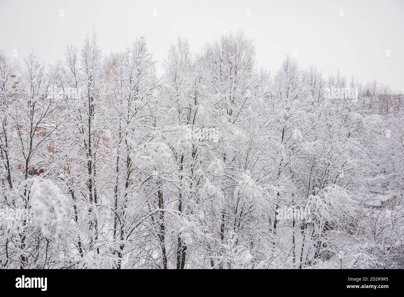 Snow covered trees Stock Photo - Alamy