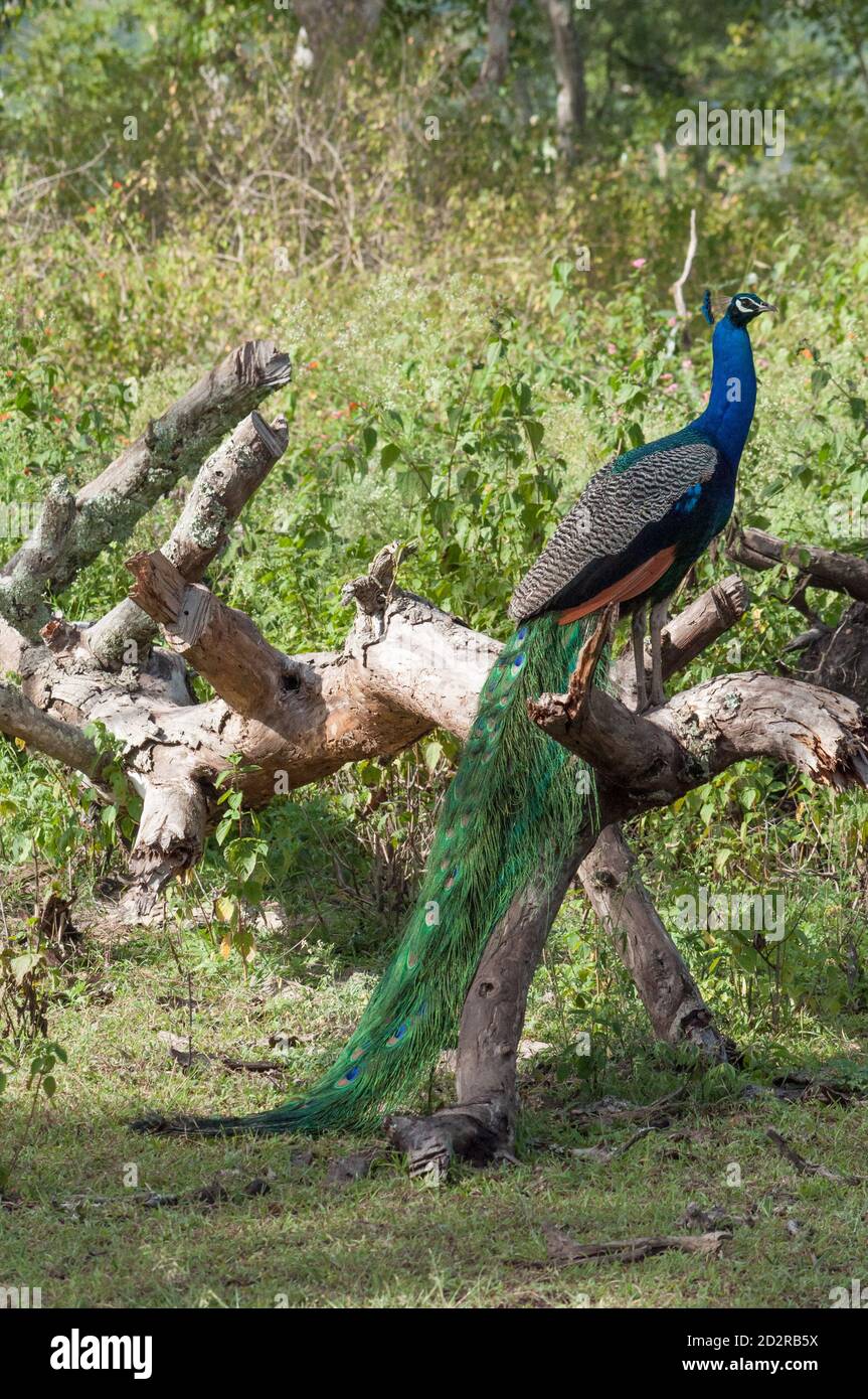 Indian Peafowl (Pavo cristatus Stock Photo - Alamy