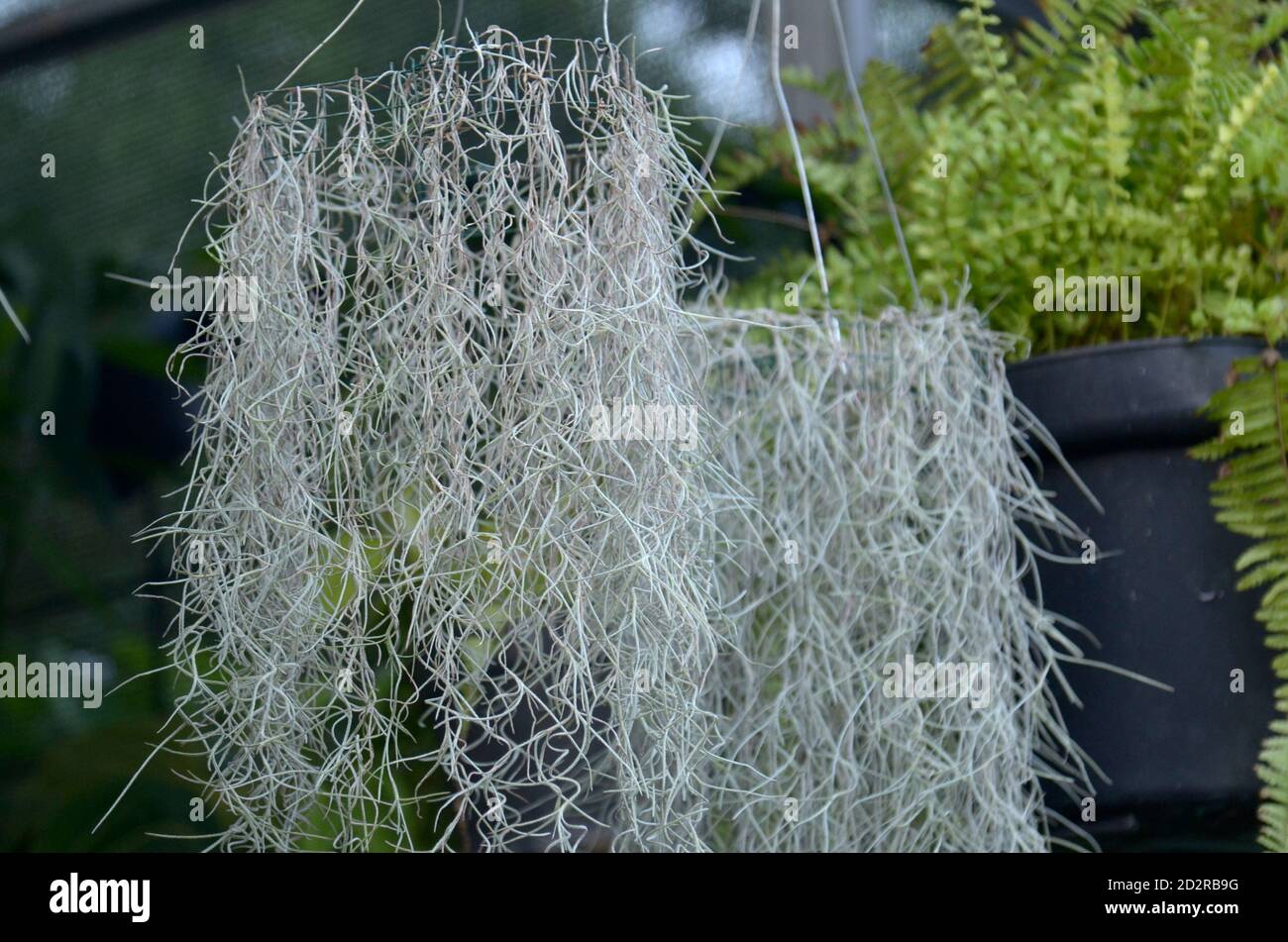the beauty of Spanish moss plant (Tillandsia usneoides Stock Photo - Alamy