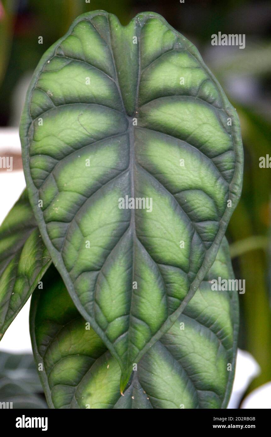 Dragon scale plant hi-res stock photography and images - Alamy