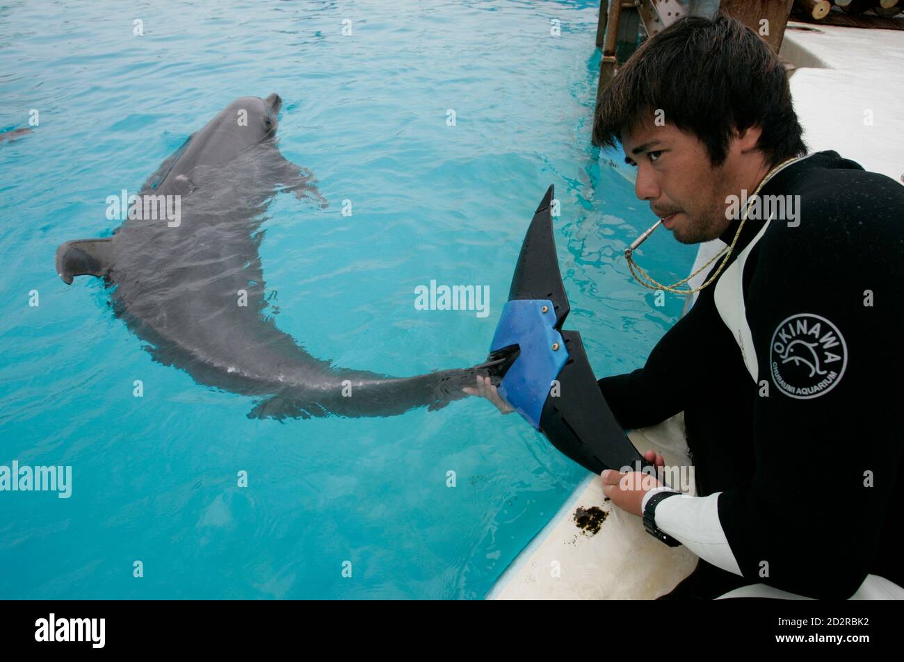 Worlds largest dolphin hi-res stock photography and images - Alamy