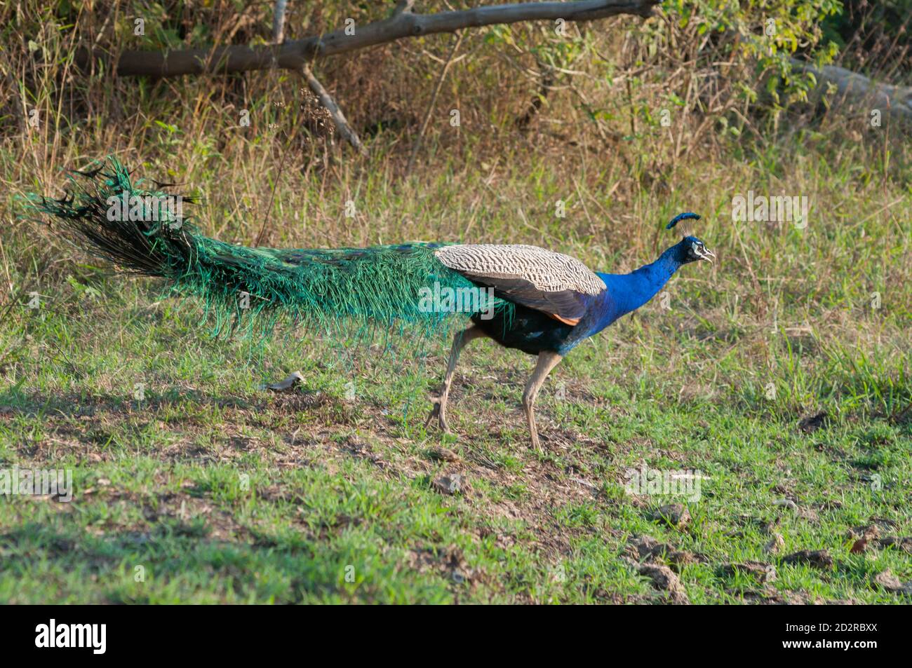 Indian Peafowl (Pavo cristatus Stock Photo - Alamy