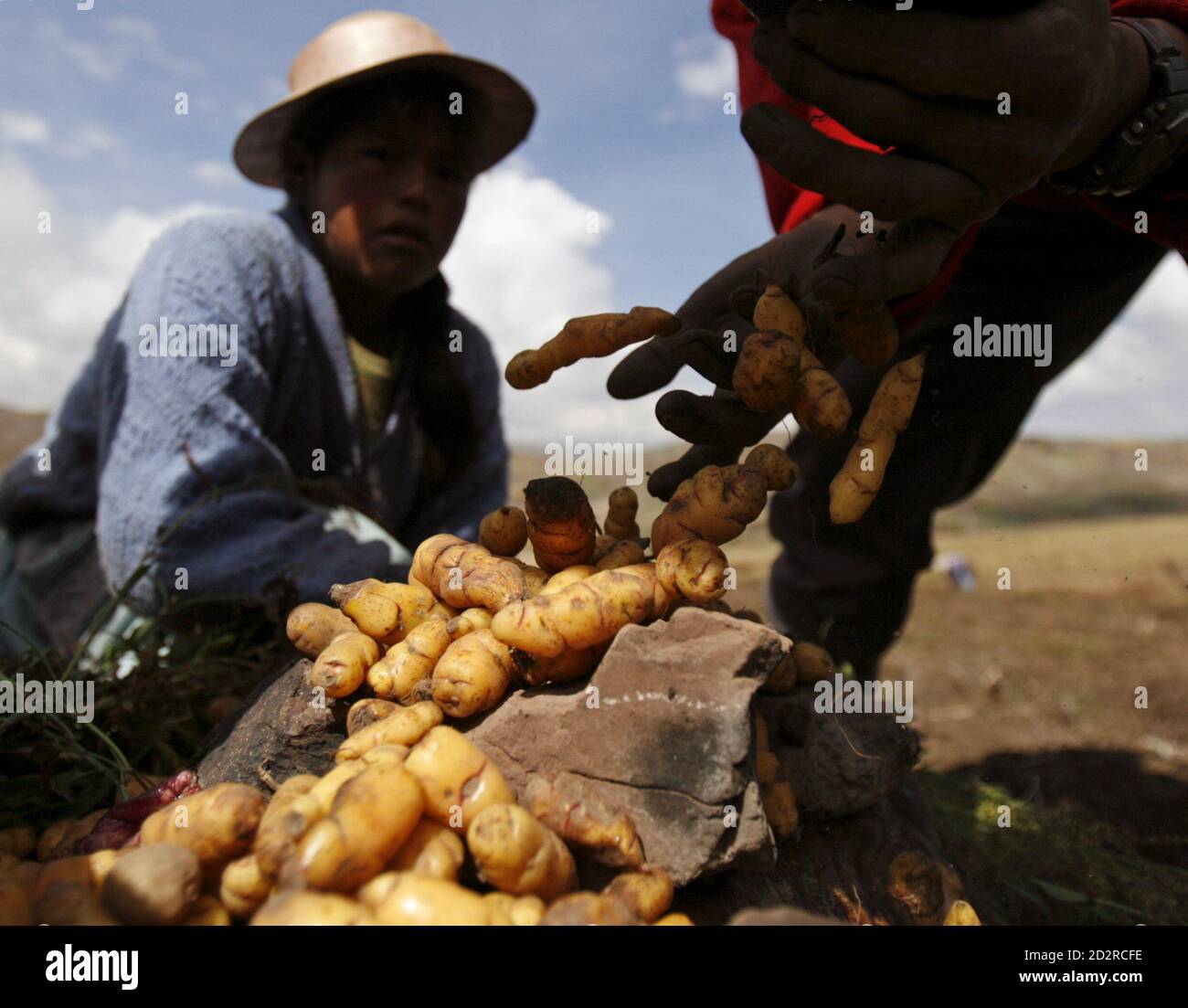 Native potato varieties peru hi-res stock photography and images - Alamy
