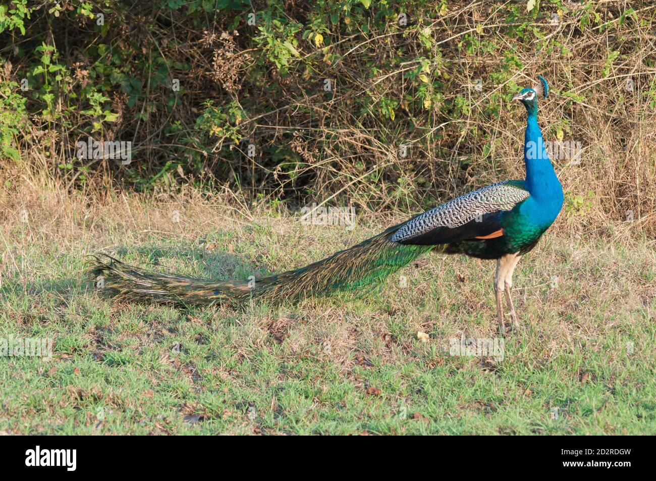 Indian Peafowl (Pavo cristatus Stock Photo - Alamy