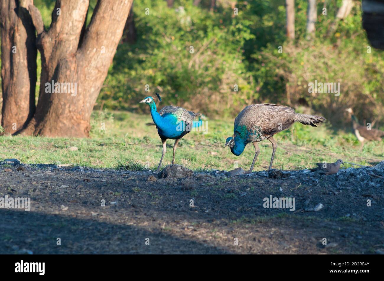 Indian Peafowl (Pavo cristatus Stock Photo - Alamy