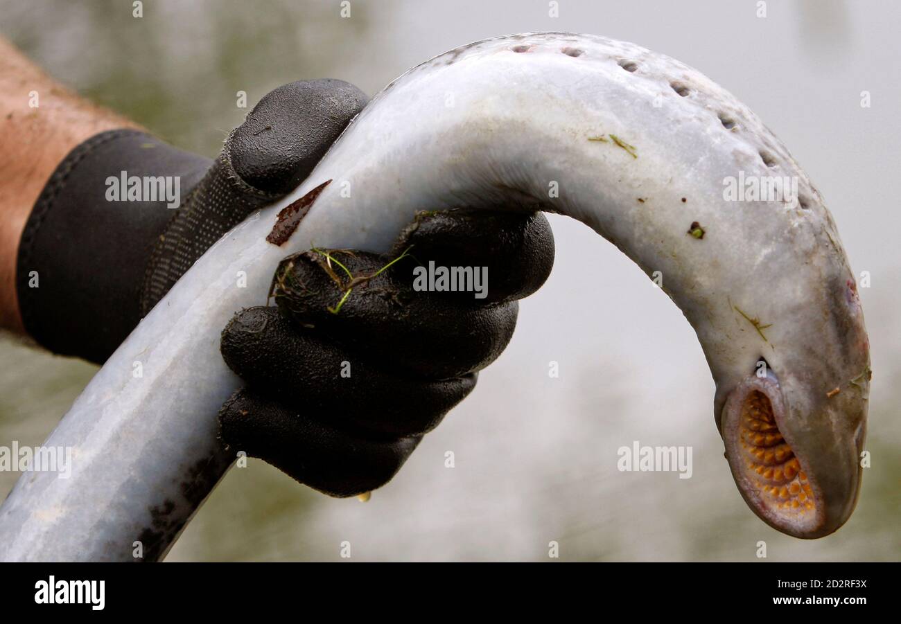 Sea lamprey eel hi-res stock photography and images - Alamy