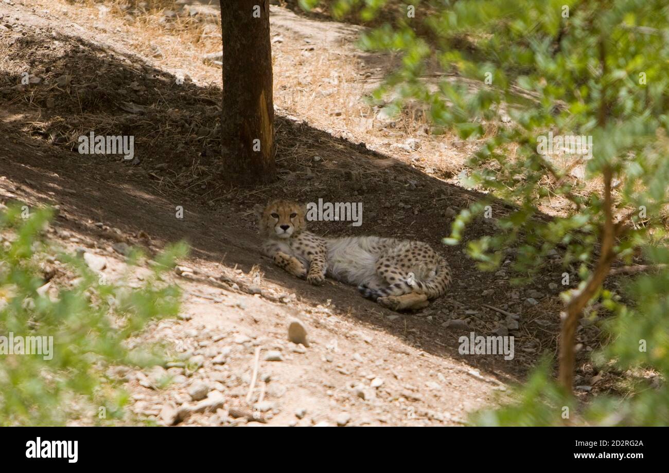 Asiatic cheetah hi-res stock photography and images - Alamy