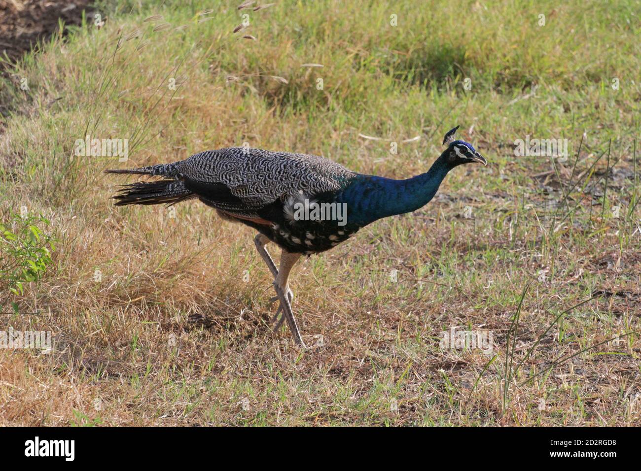 Indian Peafowl (Pavo cristatus Stock Photo - Alamy