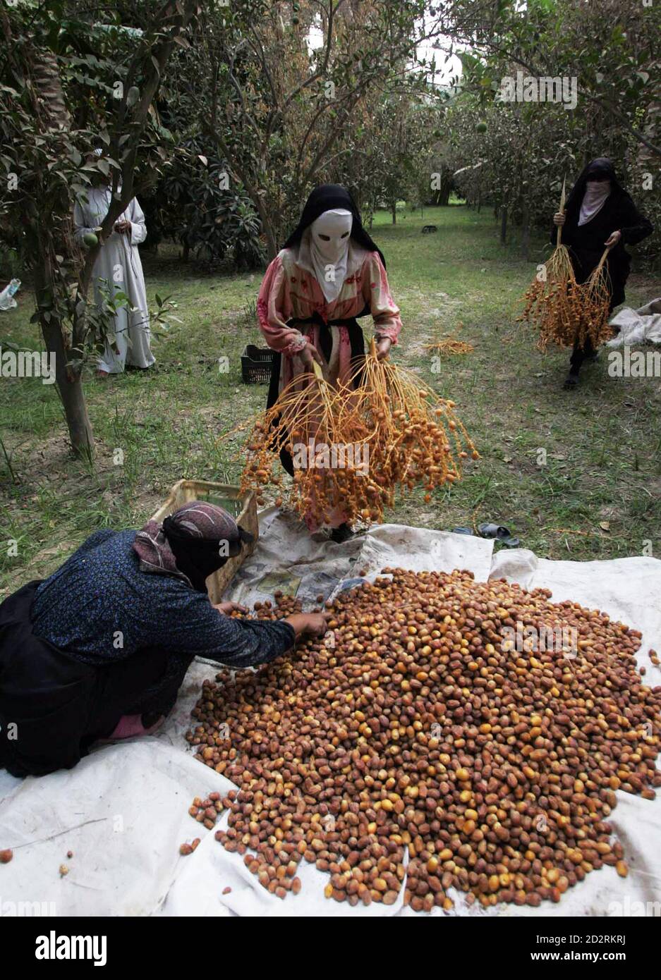 Iraq dates hi-res stock photography and images - Alamy