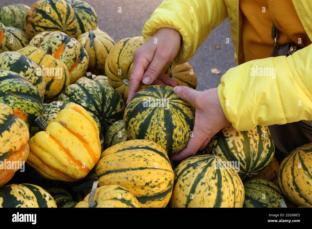Closeup shot of a person taking fresh healthy bio pumpkins on farmer ...