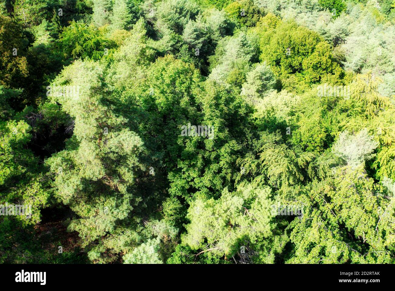 Aerial view of green pine forest - nature landscape Stock Photo - Alamy
