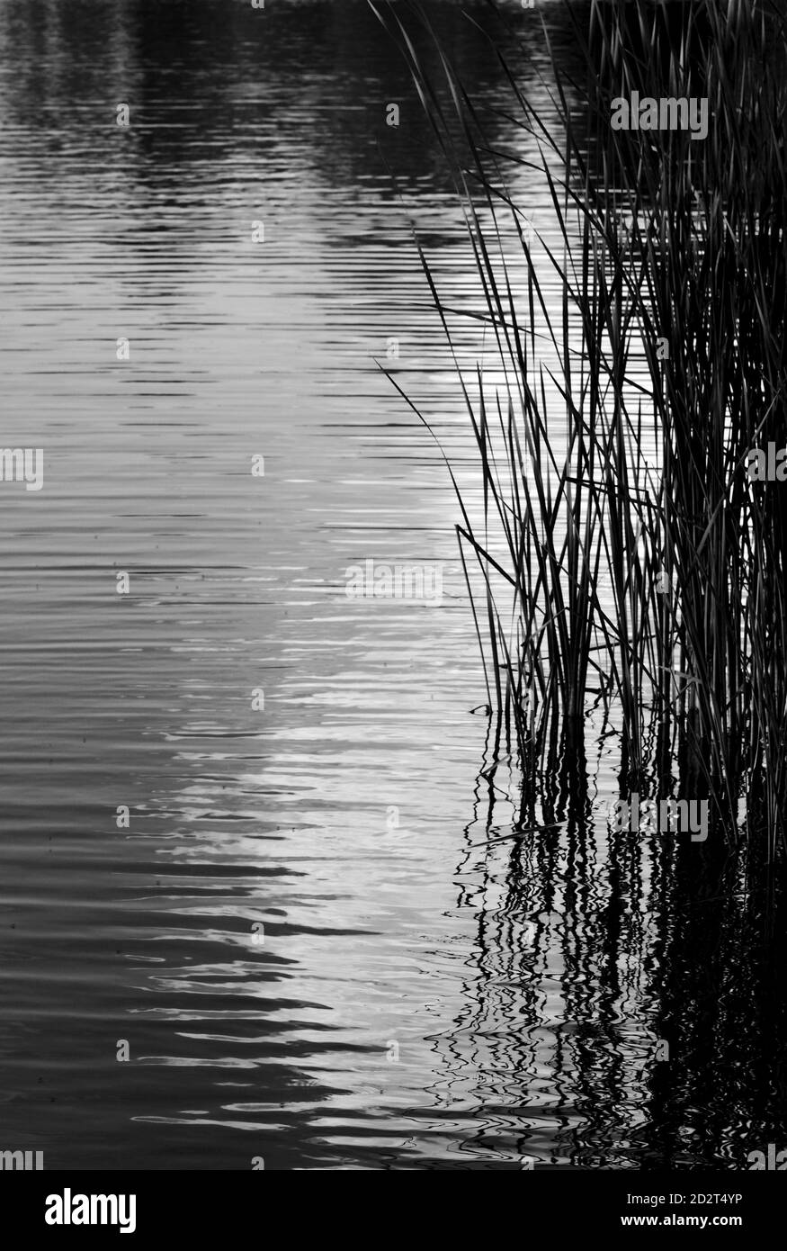 Reed reeds reedmace hi-res stock photography and images - Alamy