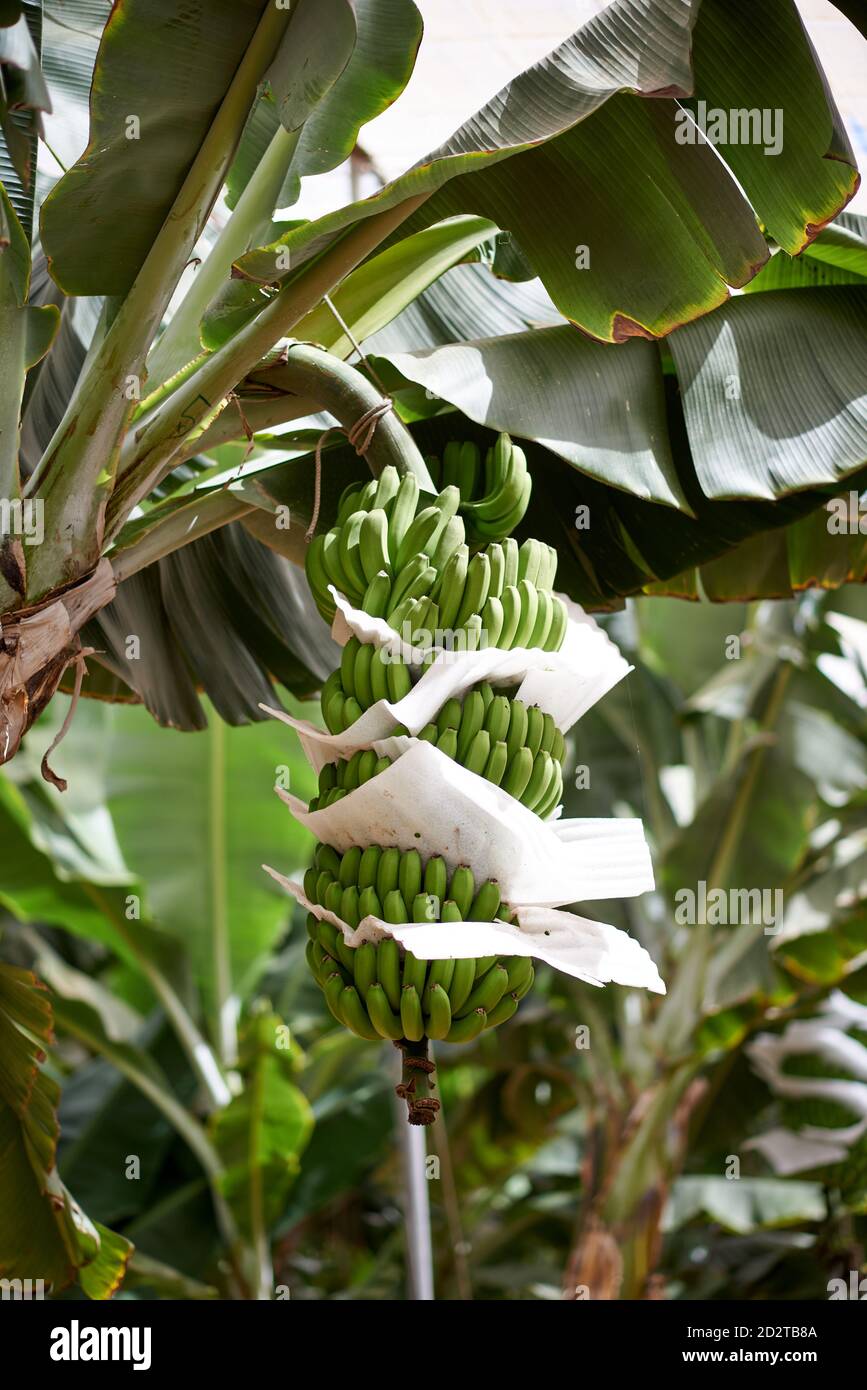 Bananas growing trees hi-res stock photography and images - Alamy
