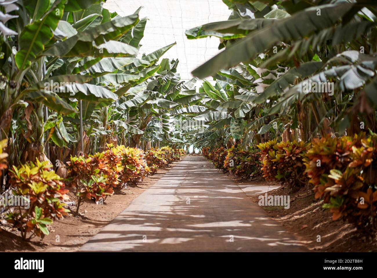 Banana trees with green leaves growing along path in tropical garden in ...