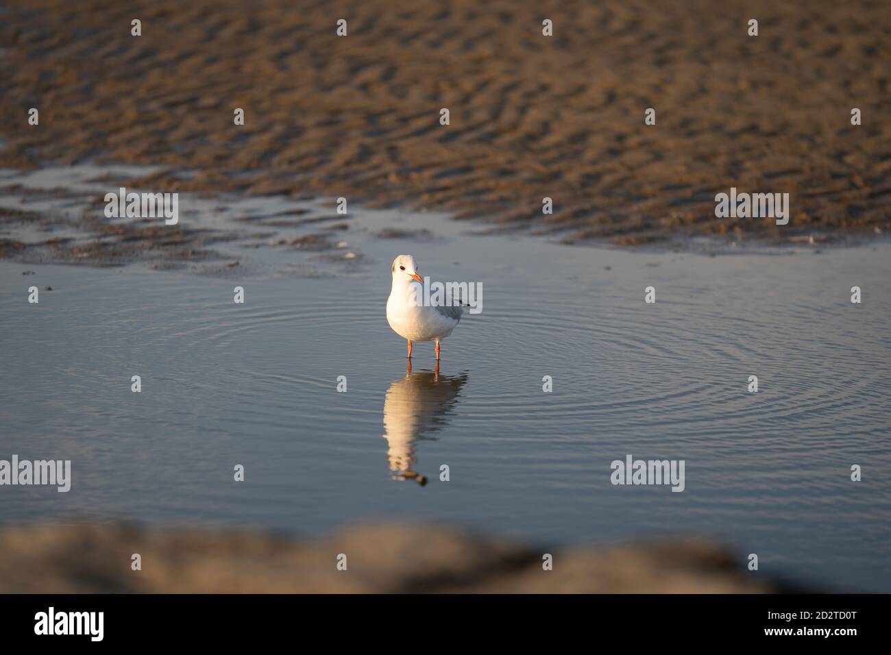 A Seagull standing in a pool of water, with reflection, on the beach of ...