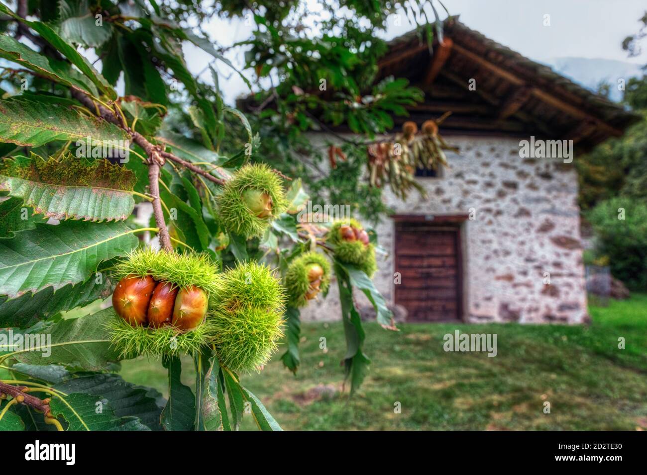 Majola hi-res stock photography and images - Alamy