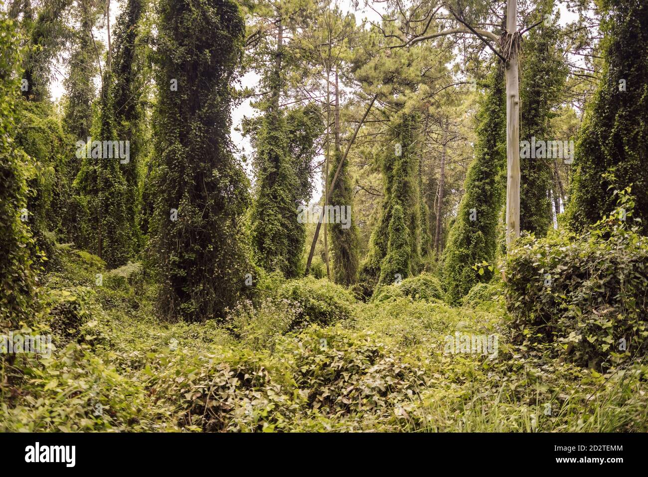 landscape of green coniferous forest with tall trees Stock Photo - Alamy