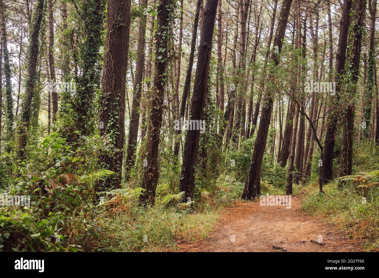 landscape of green coniferous forest with tall trees Stock Photo - Alamy