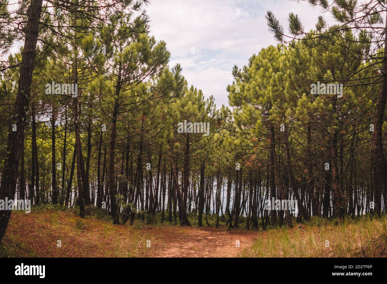 landscape of green coniferous forest with tall trees Stock Photo - Alamy