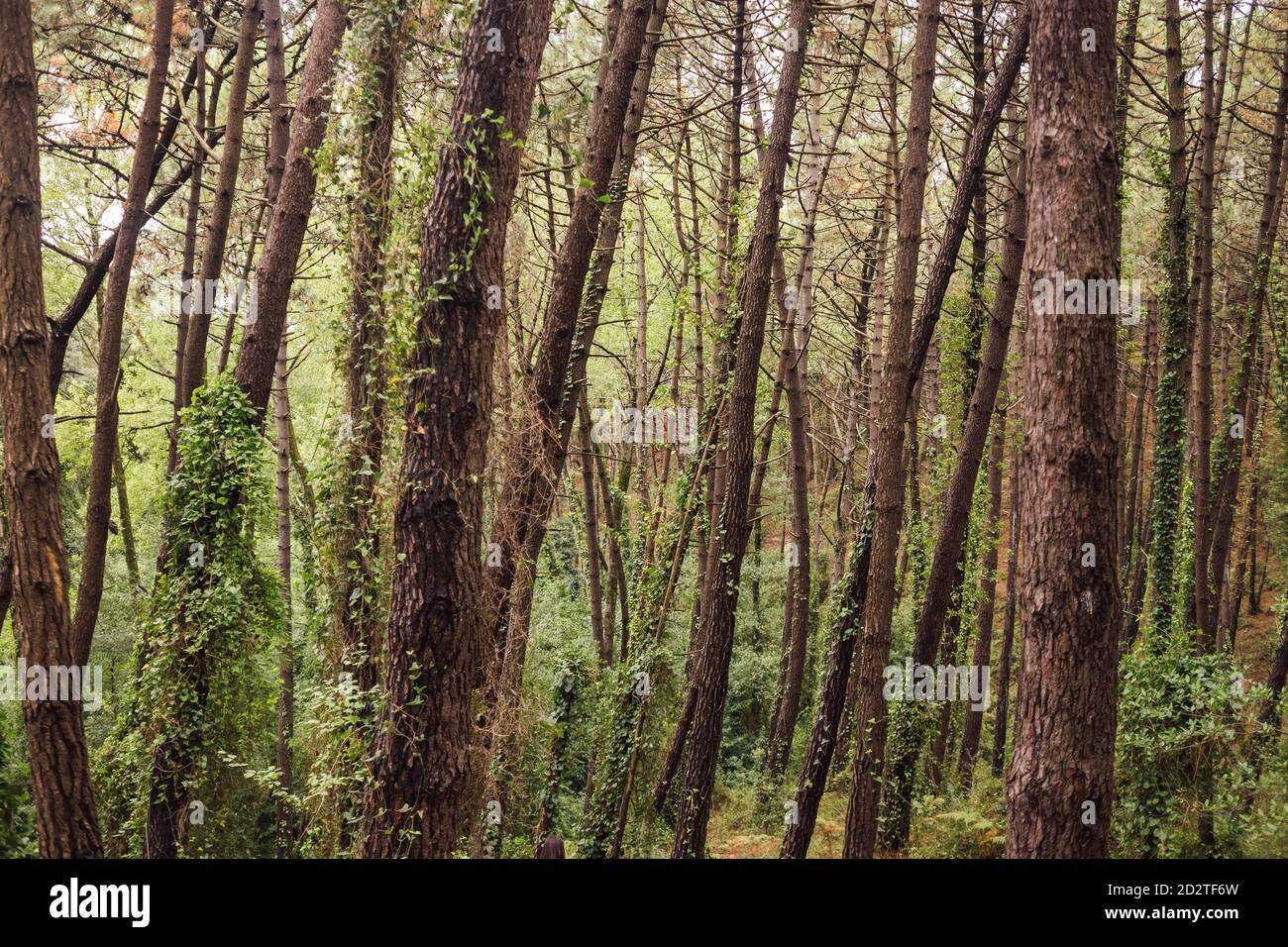 landscape of green coniferous forest with tall trees Stock Photo - Alamy