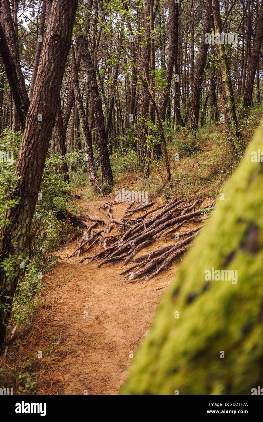 landscape of green coniferous forest with tall trees Stock Photo - Alamy